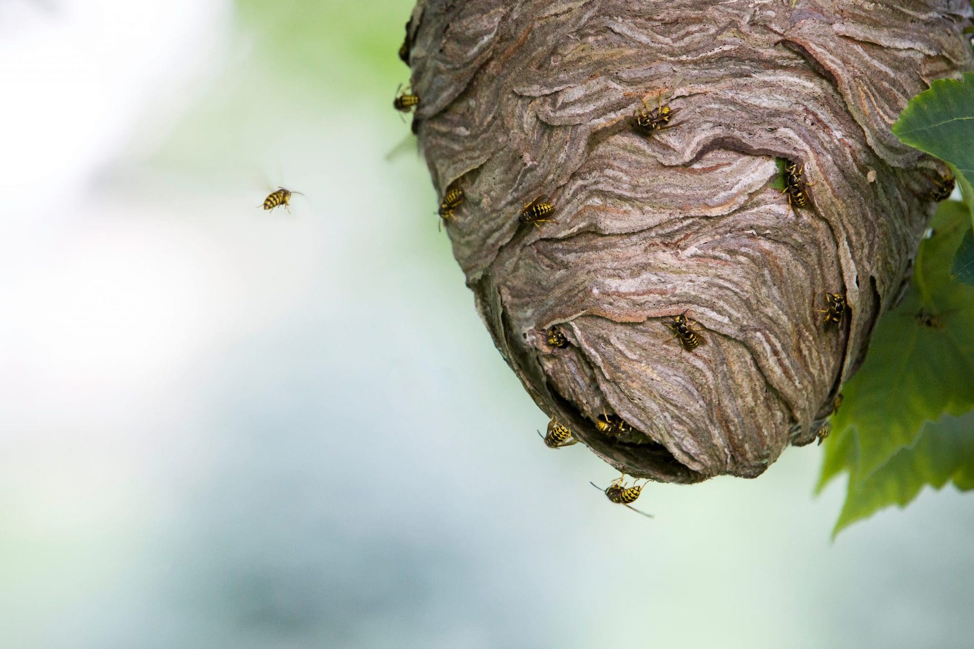Wasp Nest Removal Control in London | Shield Pest Control
