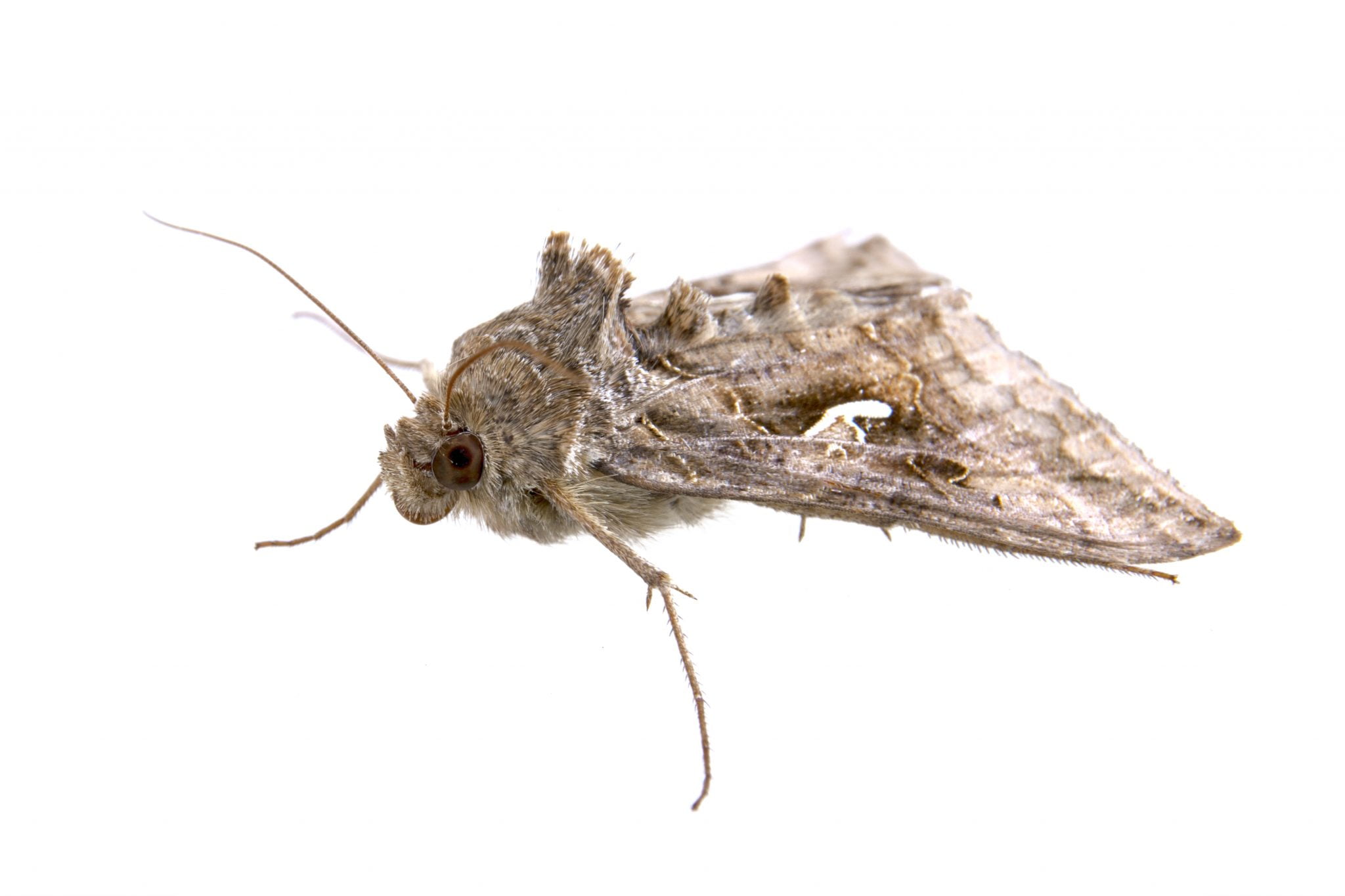 Protecting Your Winter Wardrobe: Dealing with Moths in Your Winter ...