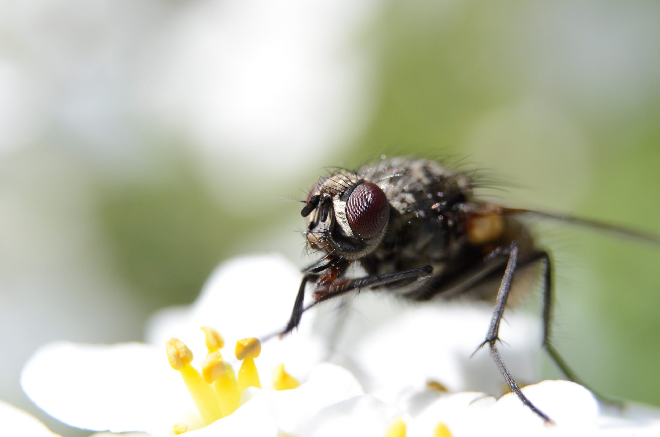 House Fly Control in London | Shield Pest Control