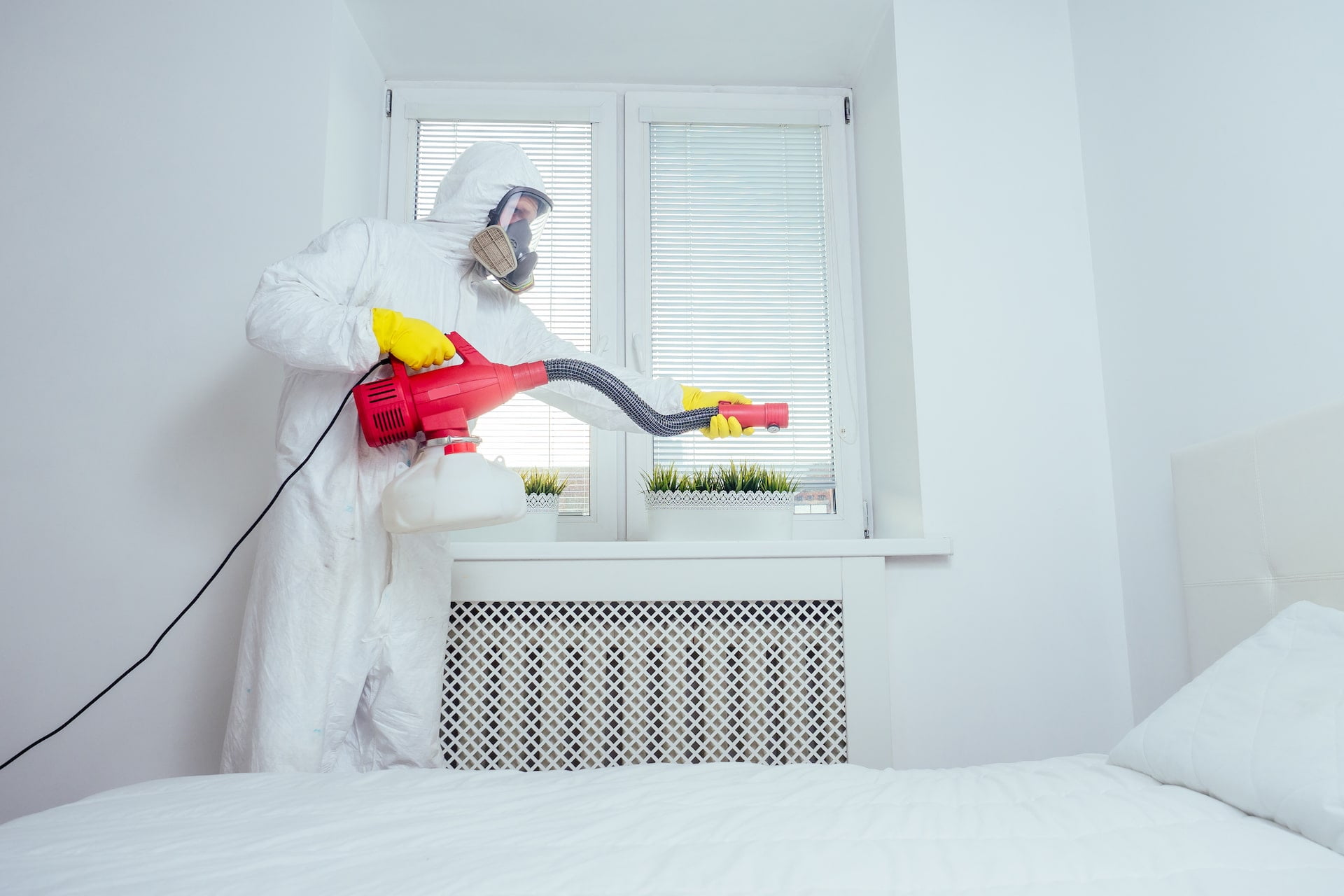 How do you get rid of bed bugs? - Shield Pest Control UK