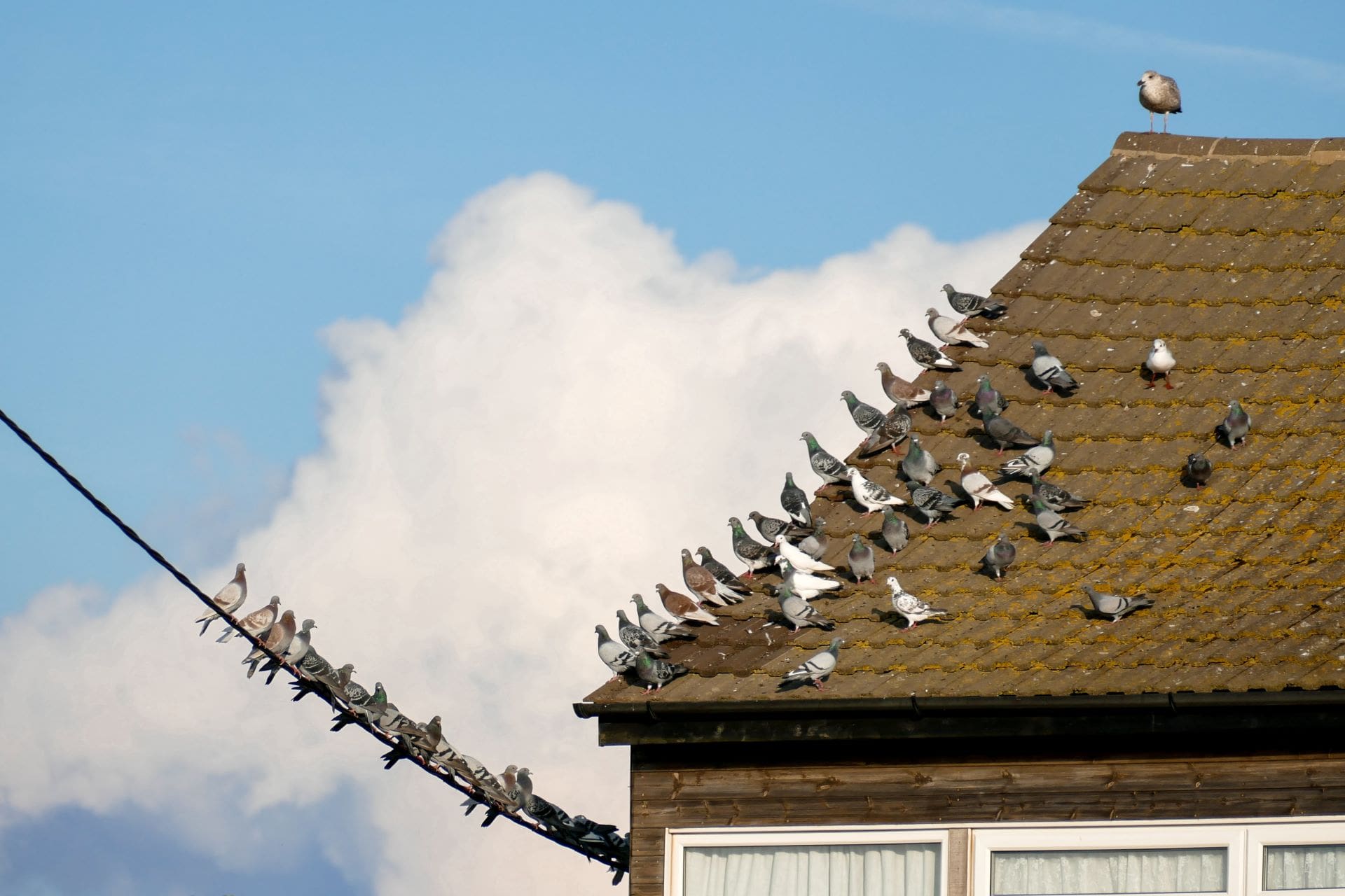 Bird Pest Control: How Can I Protect My Property Against Bird Pests ...