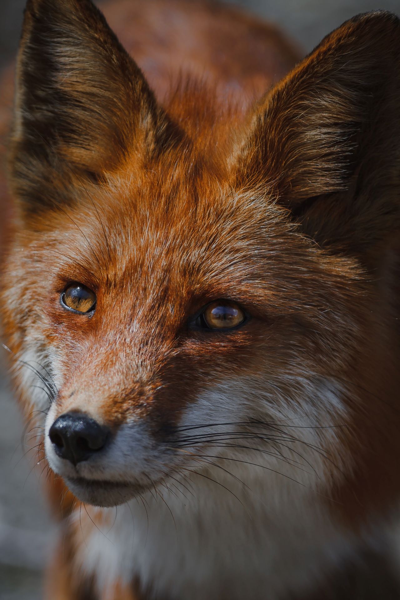 Why have foxes become a pest in some areas, and what can you do to ...