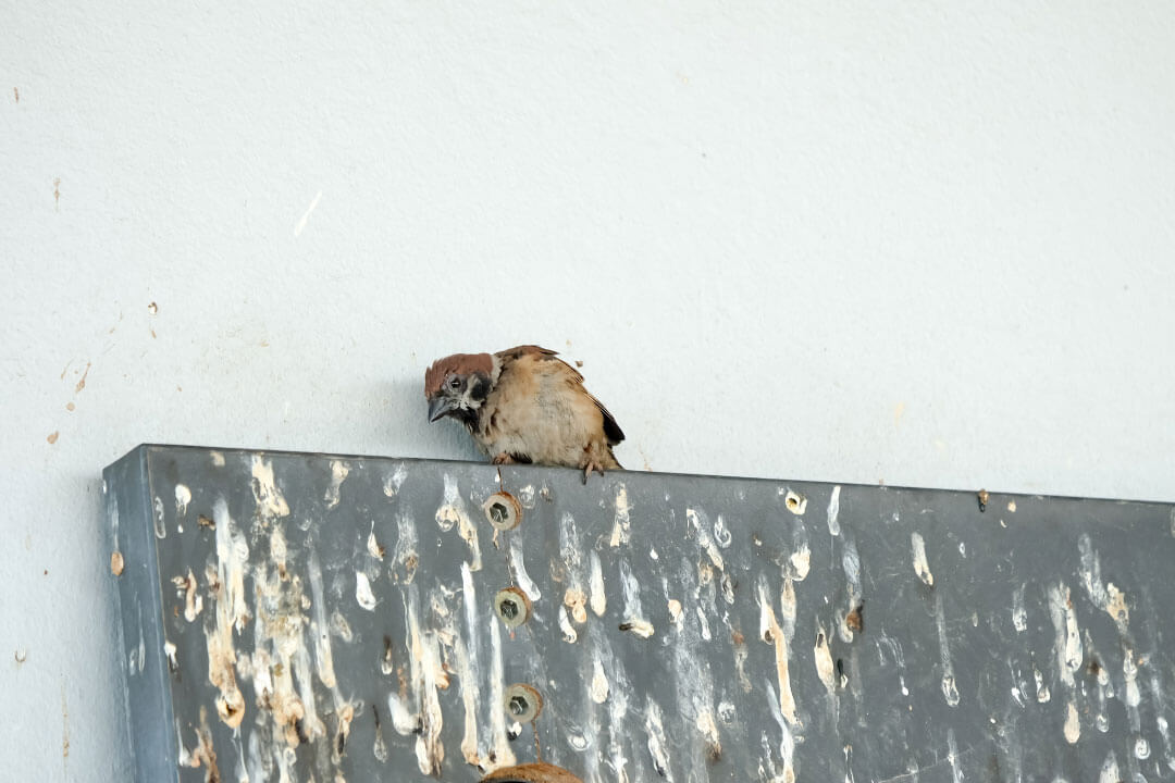 Bird Pests in the UK and Effective Prevention Strategies - Shield Pest ...
