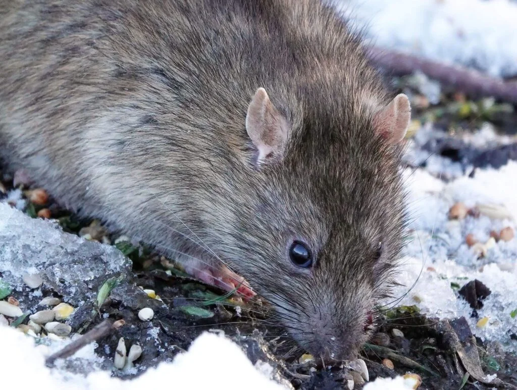 Uninvited Guests: Why Mice Cause Pest Issues in Autumn and Winter ...