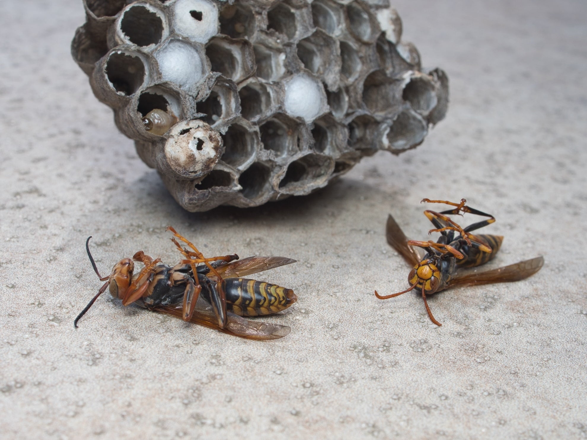 Keeping Your Home Wasp-Free This Summer - Shield Pest Control UK
