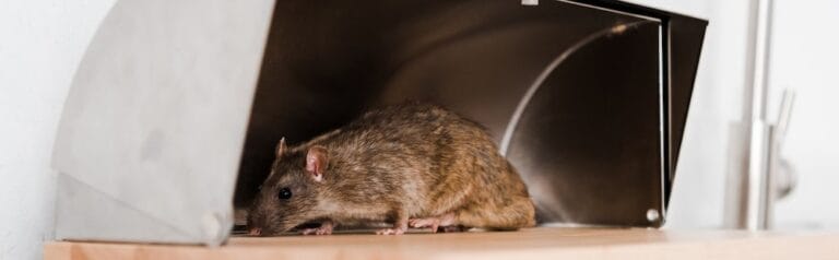 Understanding the Menace of Mice and Rats in Urban Environments ...